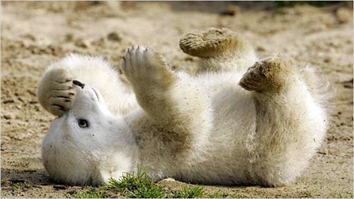 Artblog | Knut the cute