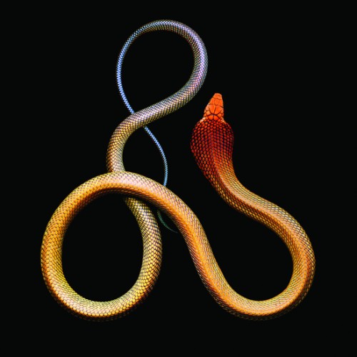 Artblog | Serpentine by Mark Laita – Power, grace and beauty of snakes ...